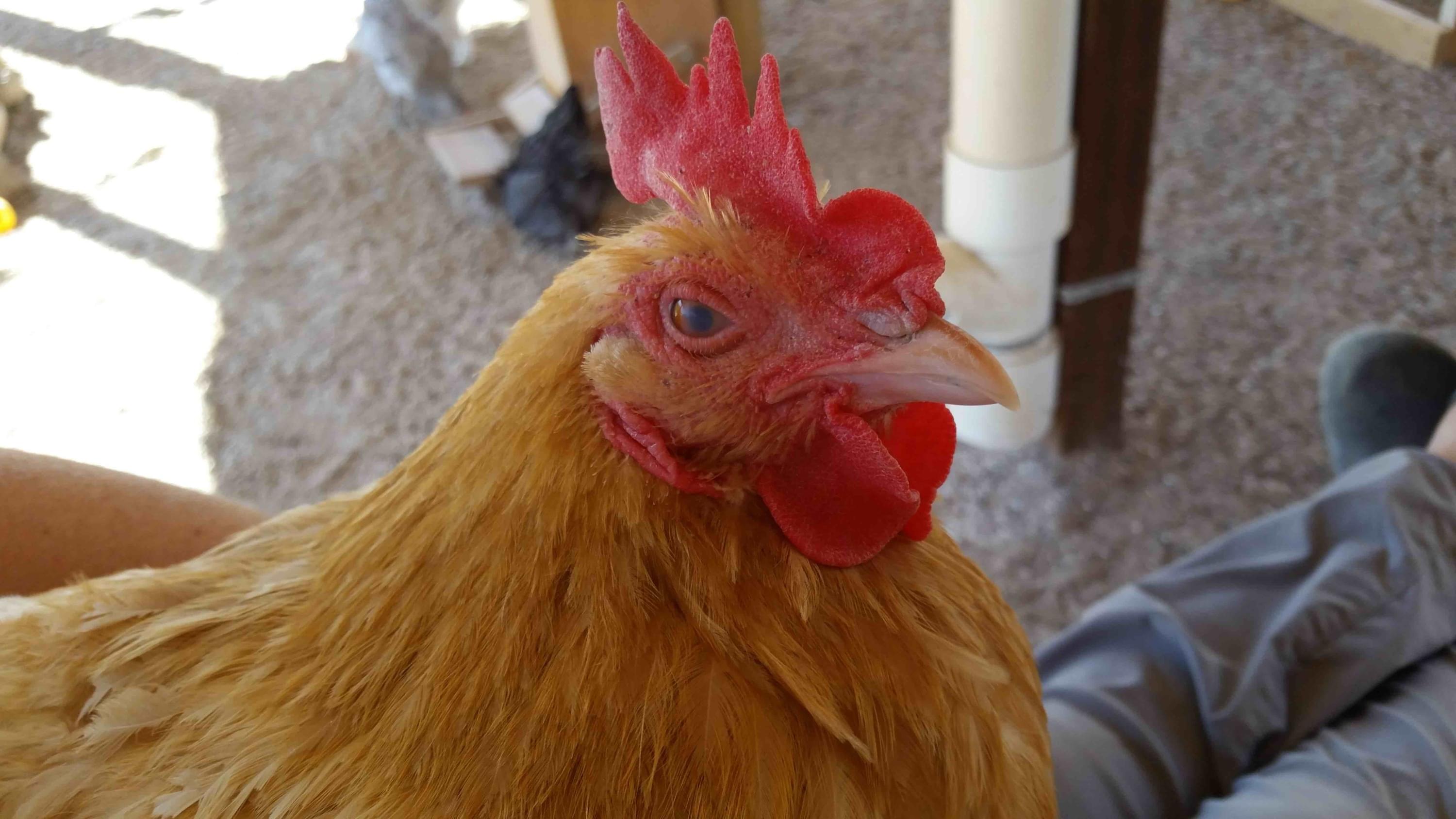 What Is The Lifespan Of A Hen Be The Organic U